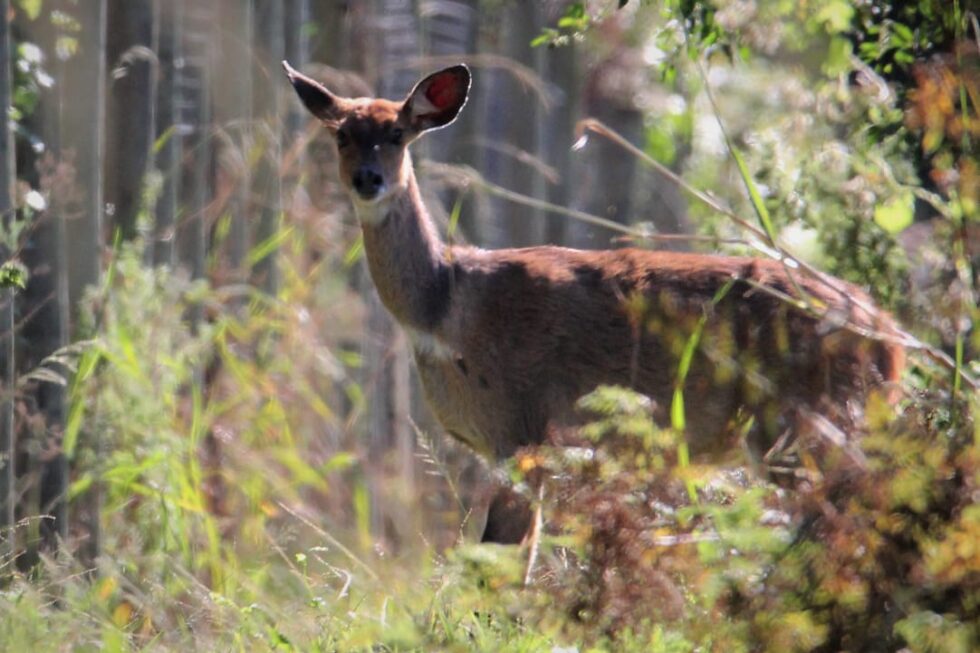 Bush buck female spotted - Garden Route Botanical Garden